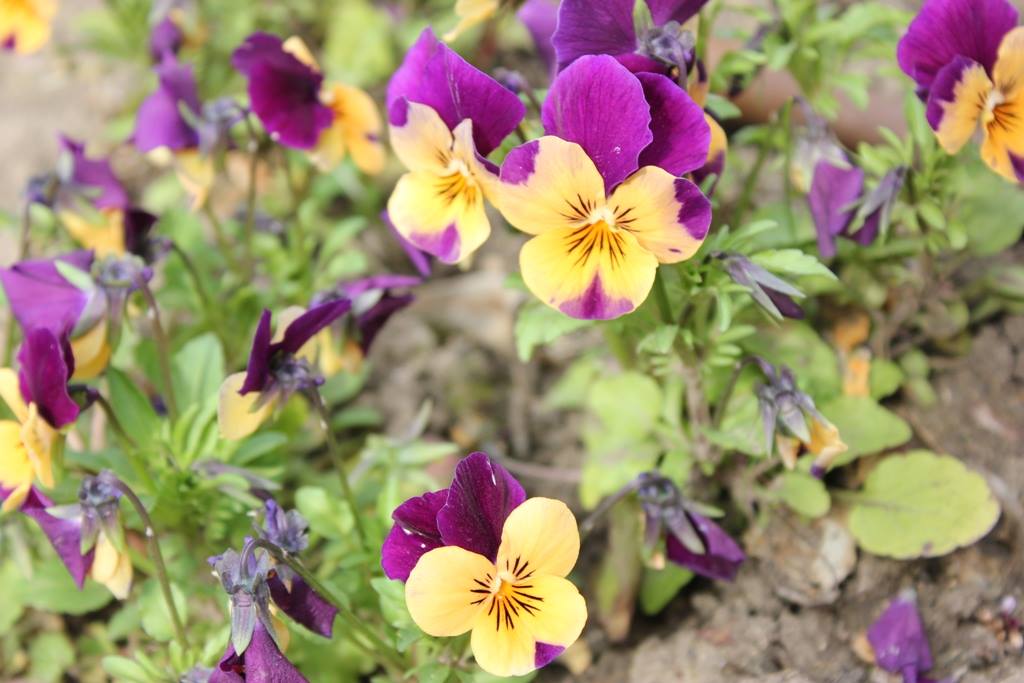 Теменужки | Плевен Днес